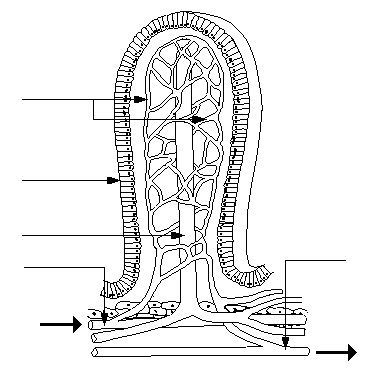 passage des nutriments dans le sang